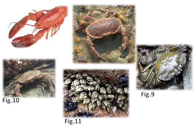 Produtos disponíveis :: Mariscolandia